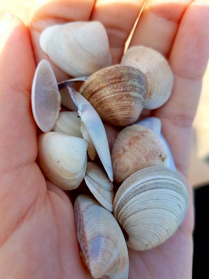 Shell stock photo. Image of heart, clouds, hand, give - 77358282