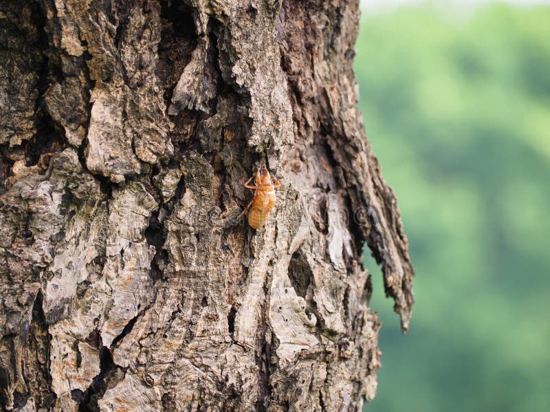 Shell of insect on tree stock photo. Image of metamorphosis - 93080318