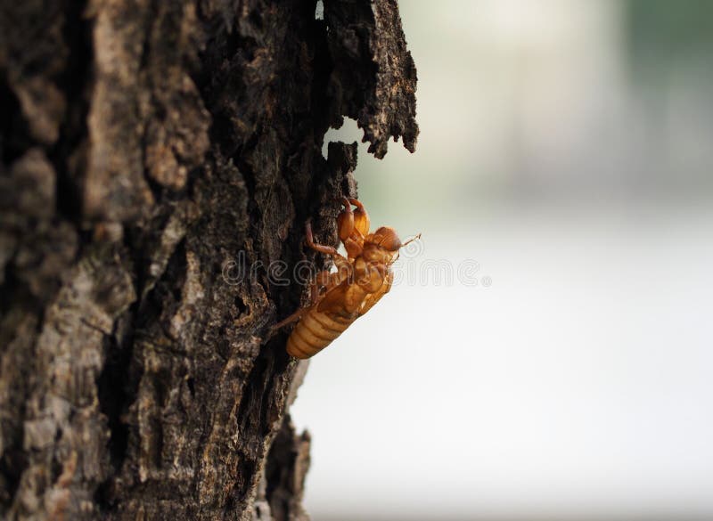 Shell of insect on tree stock photo. Image of molting - 93080380