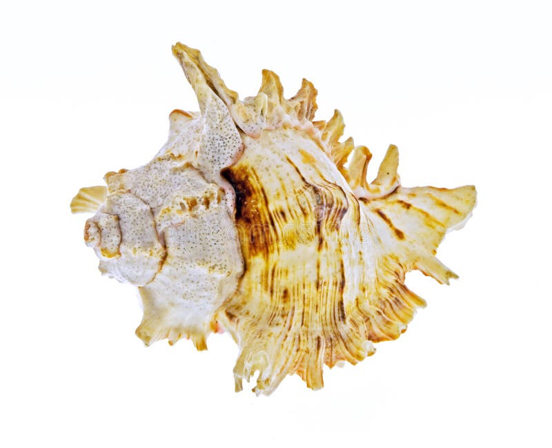 124 Spiky Sea Shell Stock Photos - Free & Royalty-Free Stock Photos ...