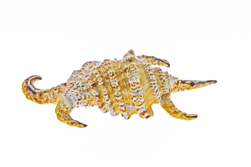 126 Spiky Sea Shell Stock Photos - Free & Royalty-Free Stock Photos ...