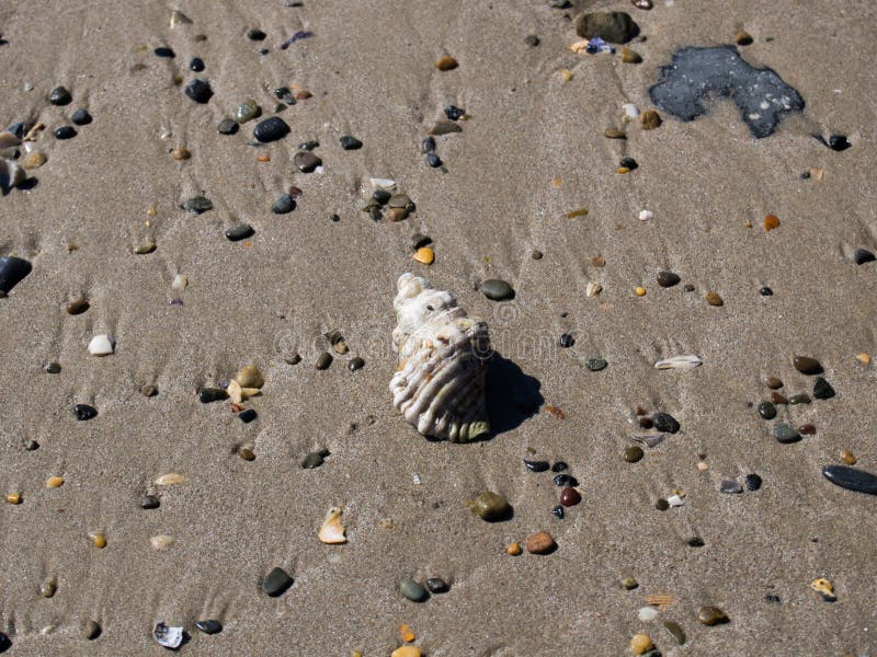Shell stock photo. Image of south, smooth, sand, isolated - 85060866