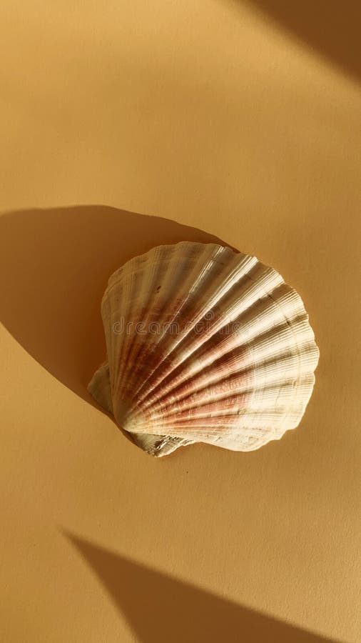 Shell Isolated on Background with Shadow Play. Stock Photo - Image of ...