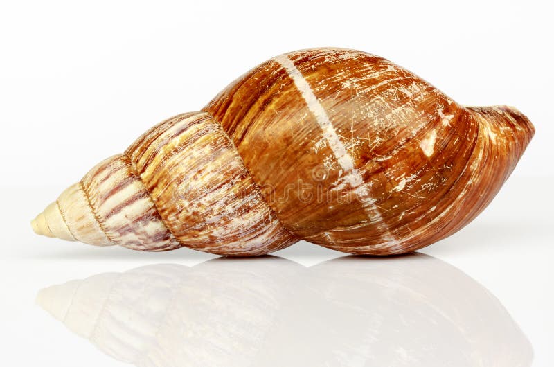 Shell Isolated on White Background. Stock Photo - Image of curve, conch ...