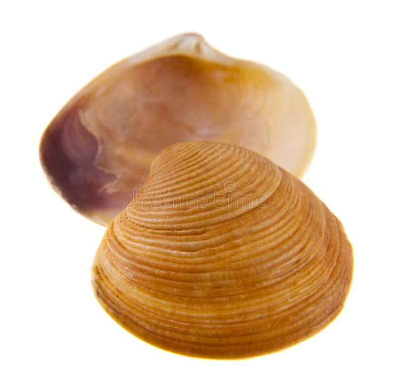 Shell isolated on white stock photo. Image of radial - 204983606