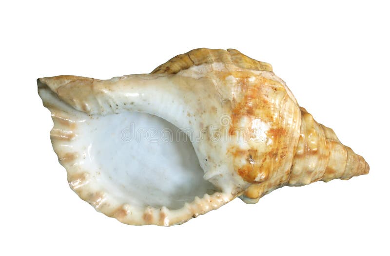 Shell stock photo. Image of texture, ocean, shells, shell - 101738562