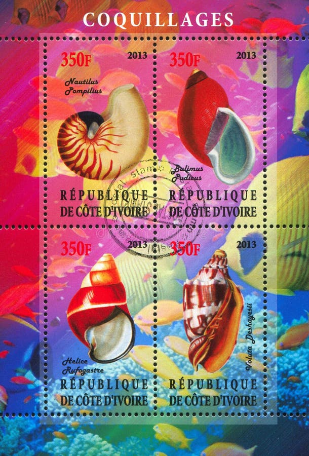 Shell editorial stock photo. Image of biology, seal - 314444523