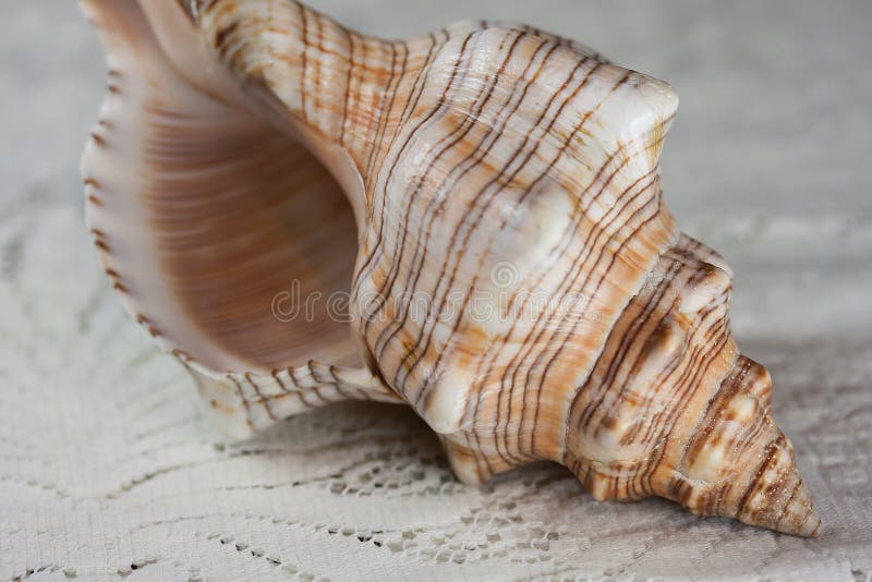 Shell on Lace stock image. Image of spiral, conch, ocean - 12704763
