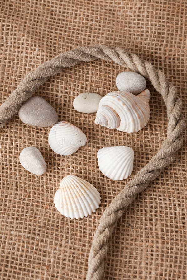White Seashells on White Sand Stock Image - Image of white, group: 15489531