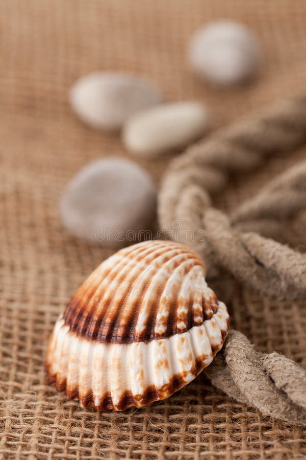 Shell laing on jute stock image. Image of animal, decoration - 12247923