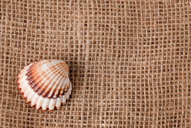 Shell laing on jute stock image. Image of relaxing, macro - 12246903