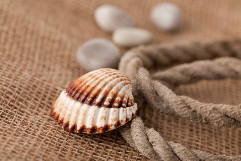 Shell laing on jute stock photo. Image of closeup, abstract - 12250728