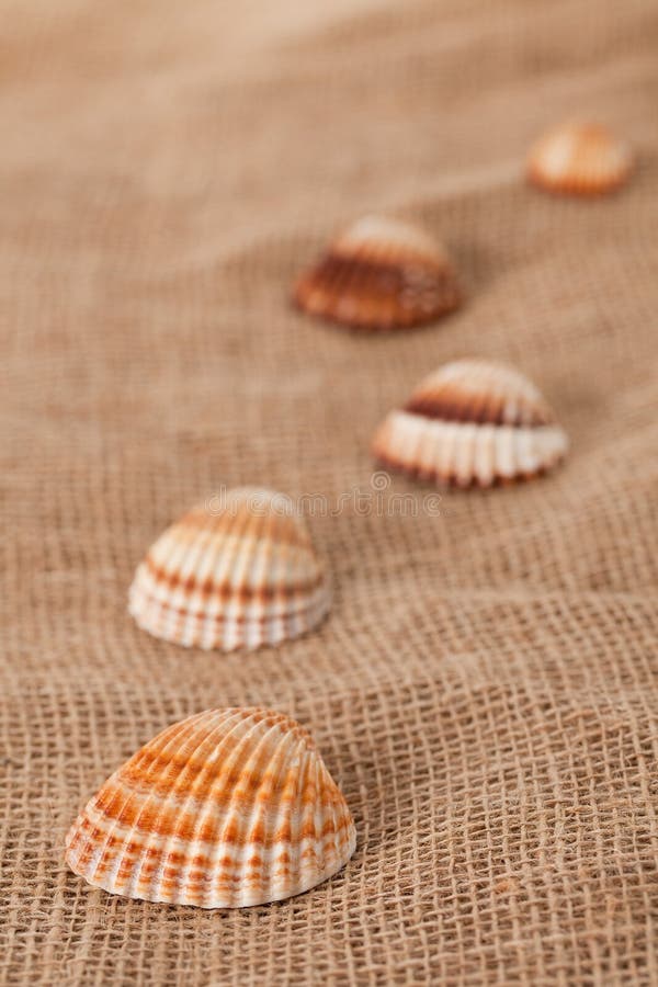 Shell laing on jute stock image. Image of relaxing, macro - 12246903