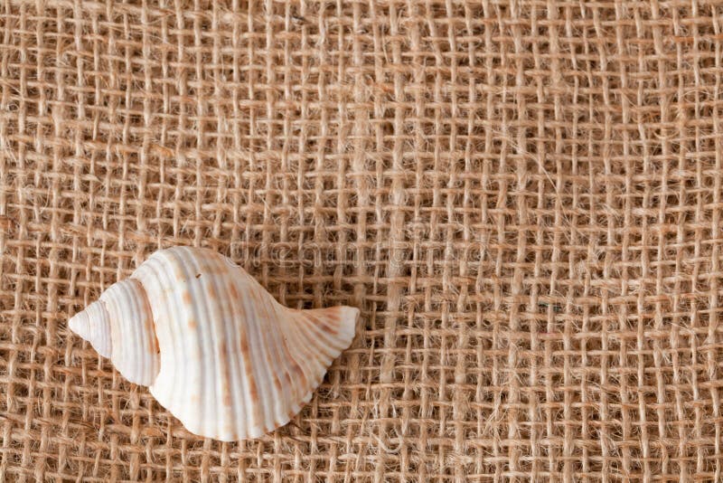 Shell laing on jute stock image. Image of beauty, ecology - 12250763