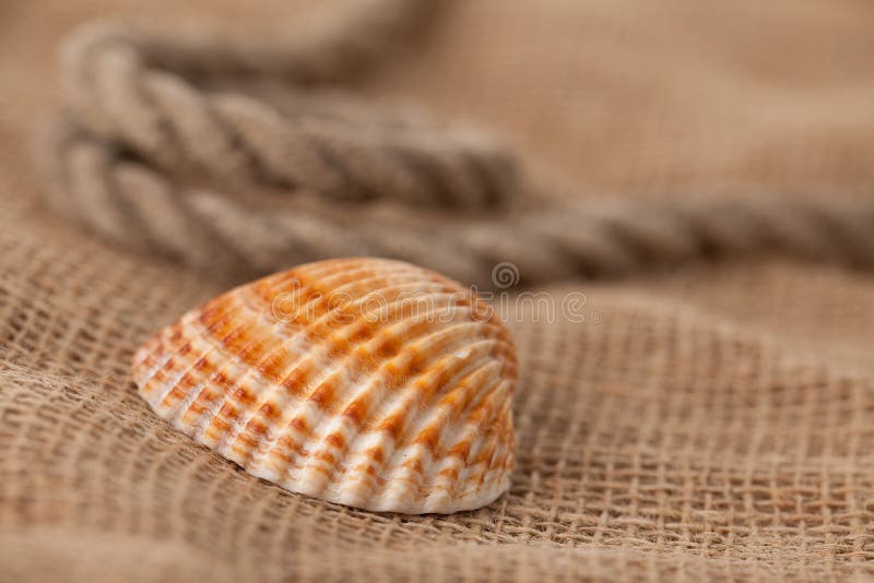 Shell laing on jute stock image. Image of relaxing, macro - 12246903