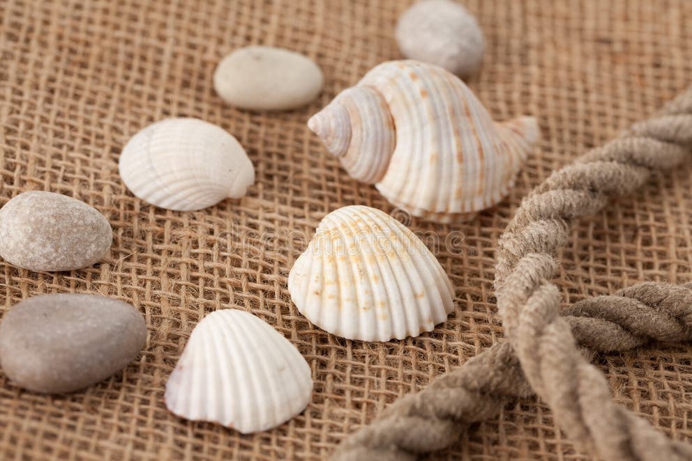 Shell laing on jute stock photo. Image of coast, natural - 12252080