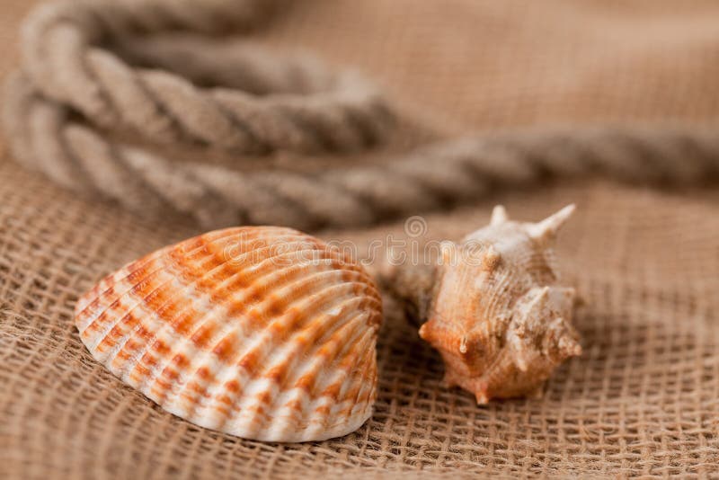 Shell laing on jute stock image. Image of decoration - 12252645