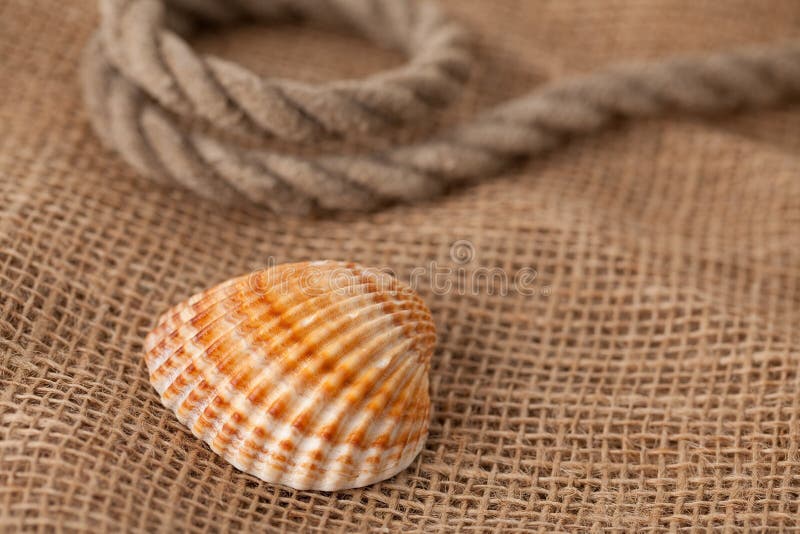 Shell laing on jute stock image. Image of relaxing, macro - 12246903