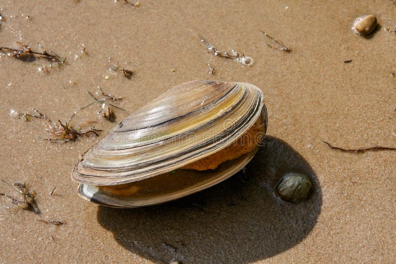Shell on a lake sunset stock photo. Image of sunlight - 211295512