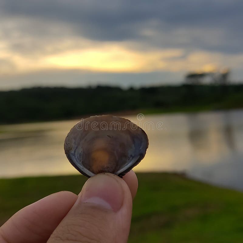 Shell on a lake sunset stock photo. Image of sunlight - 211295512