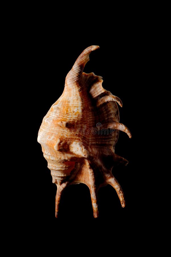 Shell - Lambis Lambis Adamii Stock Image - Image of shell, yellow: 99592011