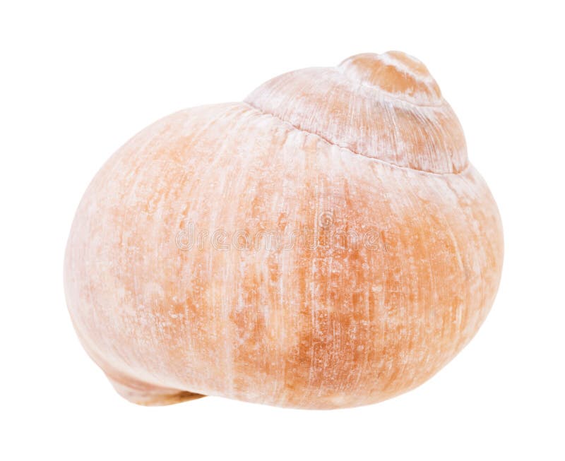 Shell of Land Snail Isolated on White Stock Photo - Image of detail ...