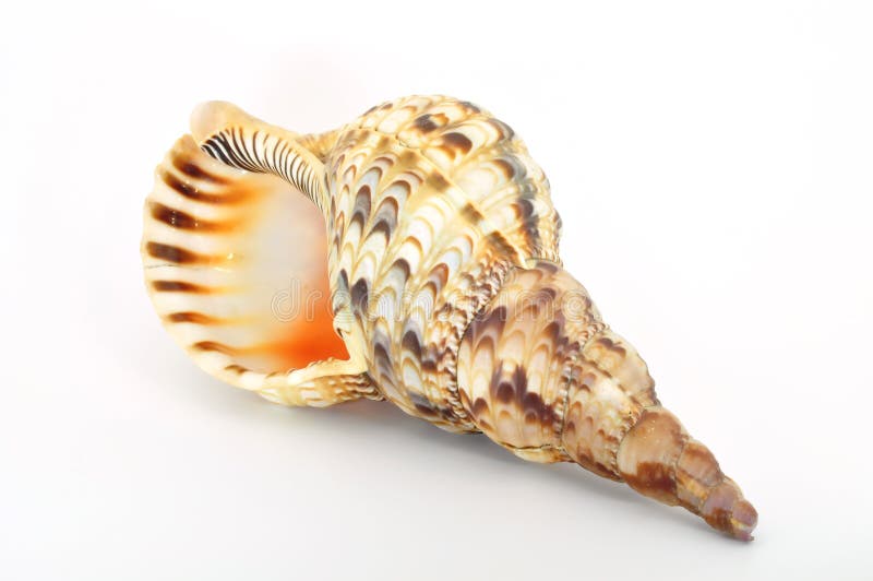 Shell Large with Opening Left Stock Photo - Image of spiral, open: 15837746