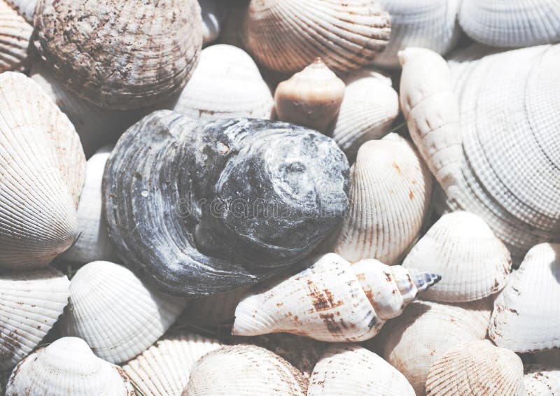 Shell Laying Next To Each Other on a Beach. Stock Image - Image of ...