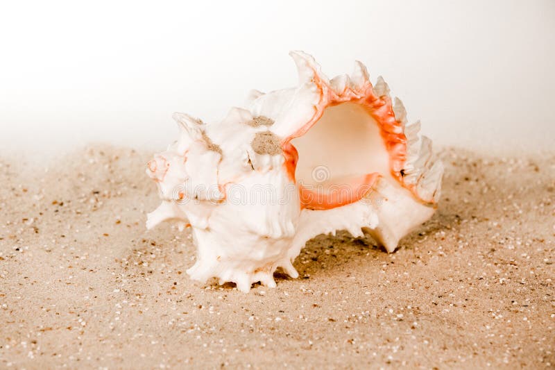 A Shell is Laying on the Sand Stock Photo - Image of horizontal ...