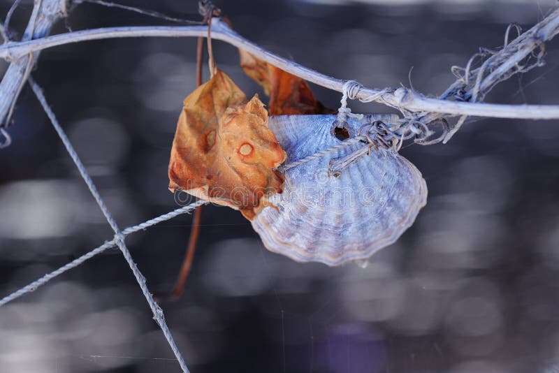 Shell and Leaf on a Rope stock photo. Image of vine, white - 45006400