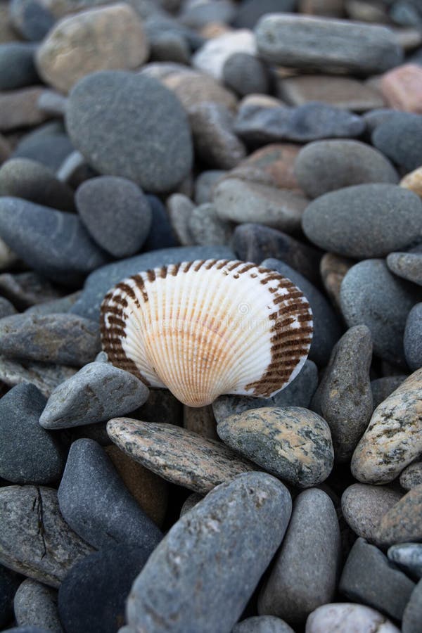 The Shell Lies on a Pebble. Pebbles of Different Colors and Sizes Stock ...