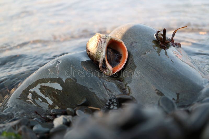 Shell lies on a rock stock image. Image of atlantic - 221011679