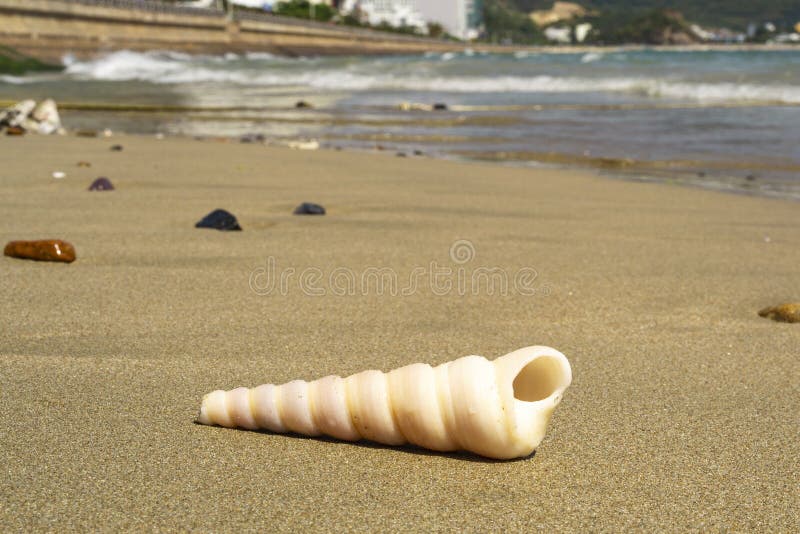 The Shell Lies on the Sand on the Beach with Waves. Copy Space Stock ...