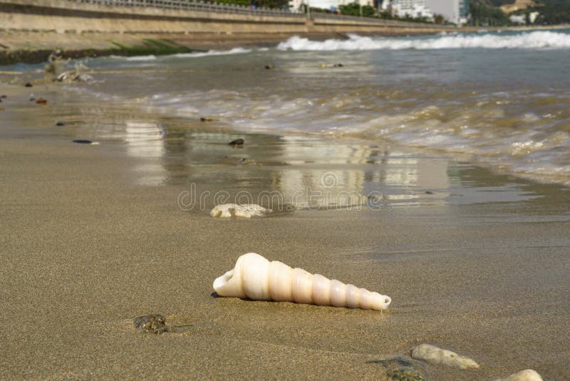 The Shell Lies on the Sand on the Beach with Waves. Copy Space Stock ...