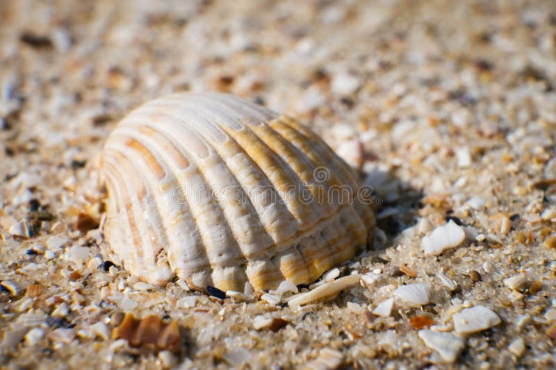 Shell Lies Sandy Seashore Close Up Stock Photos - Free & Royalty-Free ...