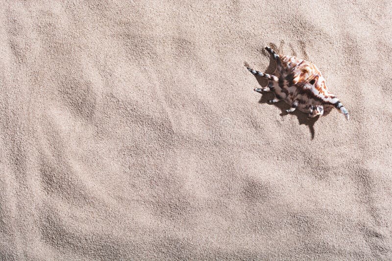 The Shell Lies on the Sea Sand Under the Bright Summer Sun Stock Image ...