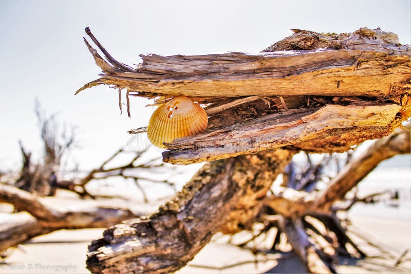 Shell Life stock image. Image of tree, wood, seascape - 78987063
