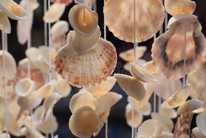 Shell of Life in Shell of Time Stock Image - Image of eucalyptus, life ...