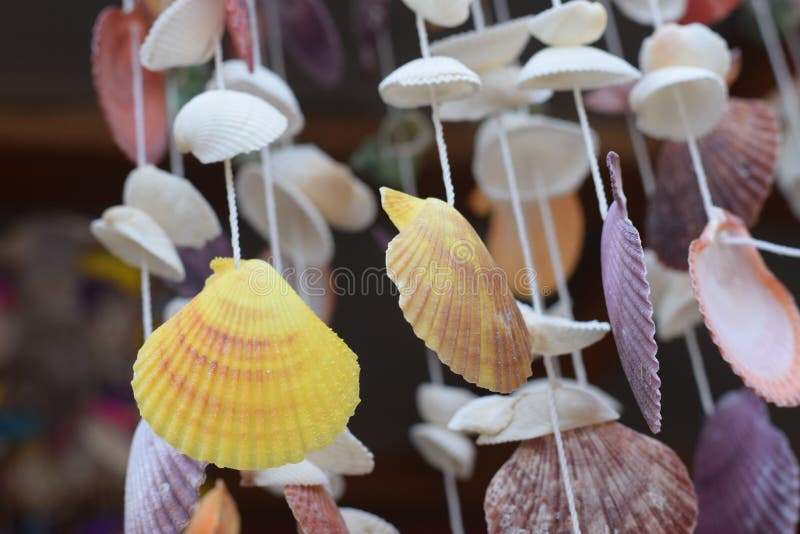Shell of Life in Shell of Time 2 Stock Photo - Image of shadows, green ...