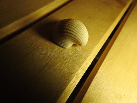 Shell stock photo. Image of shadow, shell, light, wood - 96506994