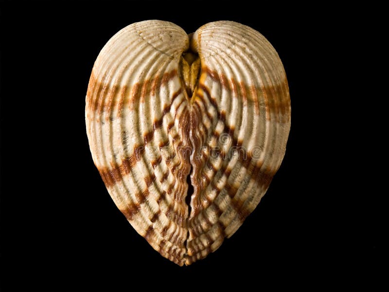 Shell like heart stock image. Image of abstract, shell - 5414497