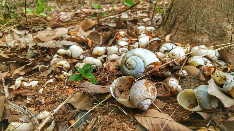 Shell stock image. Image of like, shells, long, shell - 92215539