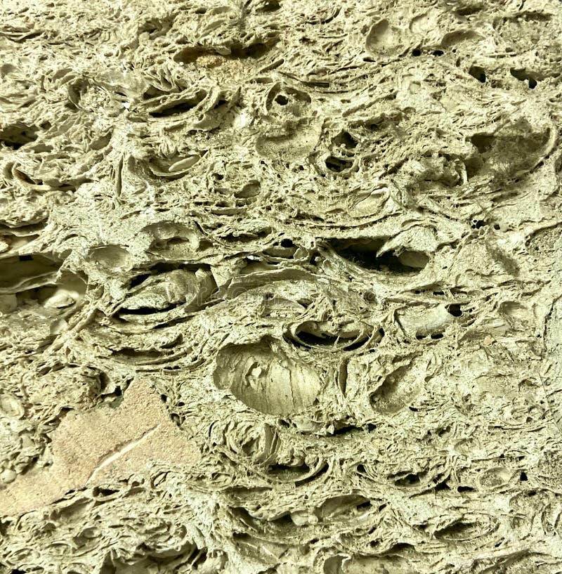 Shell - limestone stock photo. Image of origin, natural - 248714174