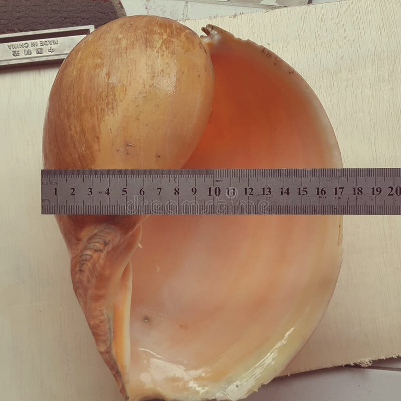 Shell stock image. Image of great, liner, shell, amazing - 107970777