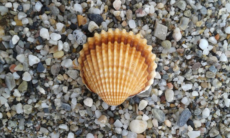 Shell stock photo. Image of spain, shell, beach, little - 70405286