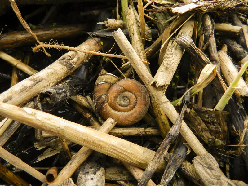 Shell stock photo. Image of shell, sticks, plants, stick - 43332718