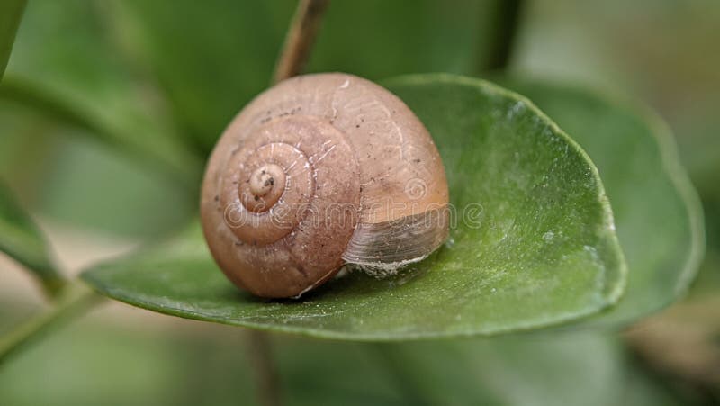 Shell Little Snail on Wet Green Leaf Stock Image - Image of lazy ...