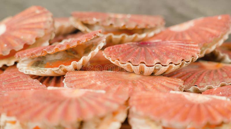 Shell of Live Scallops Opens and Closes Lying on Table Stock Footage ...