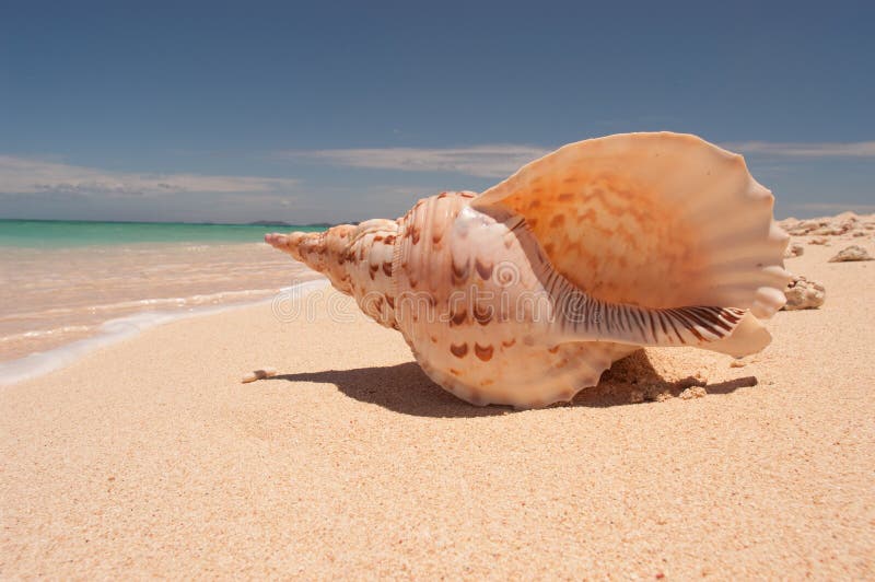 Shell stock photo. Image of lone, scenary, blue, honk - 53750616