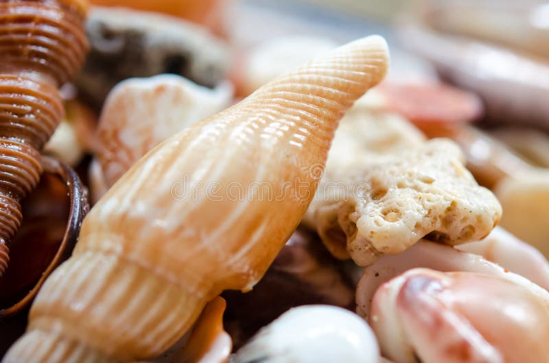 Shell stock photo. Image of climate, multi, nature, object - 52262788